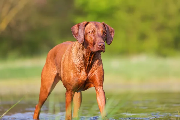 The hungarian vizsla dog Stock Photos, Royalty Free The hungarian ...