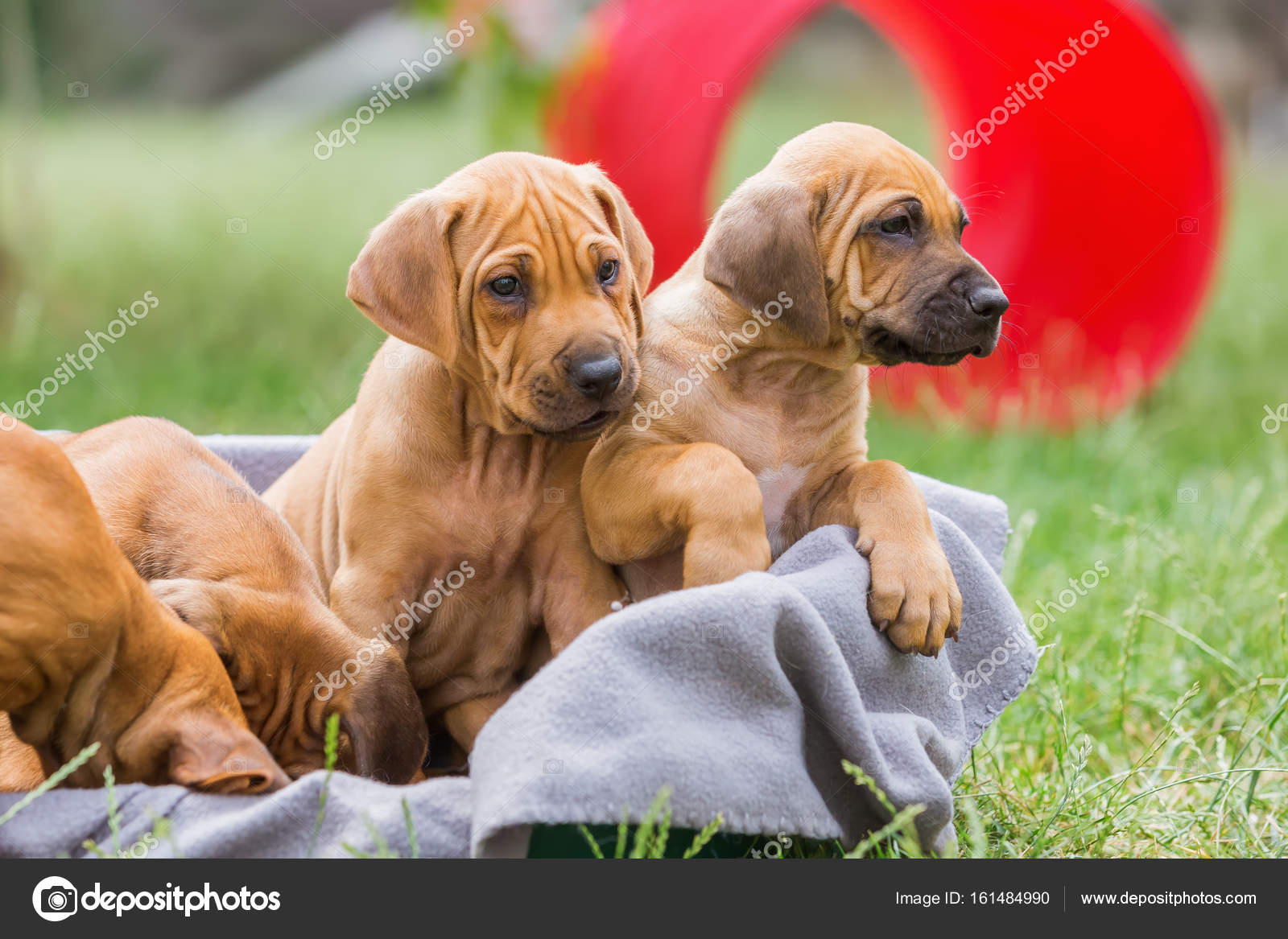 Cute Ridgeback Puppies