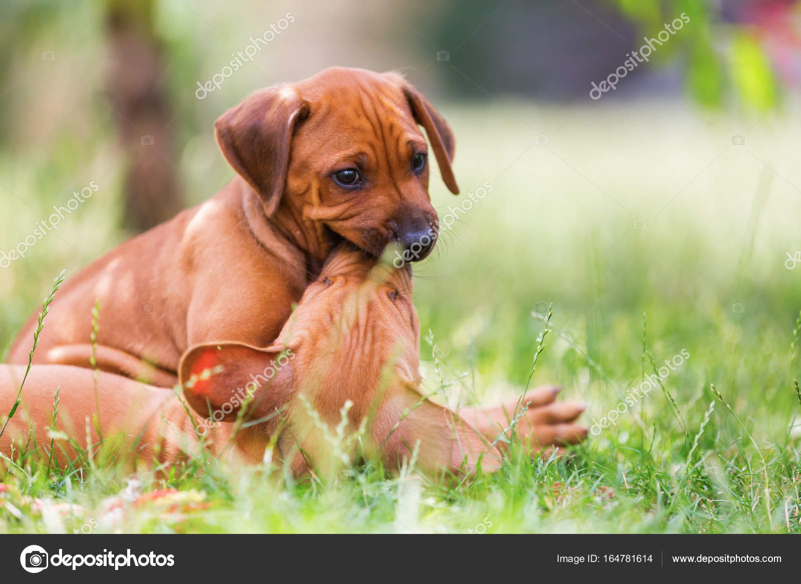 Two Rhodesian Ridgeback puppies romp outdoors Stock Photo by ...
