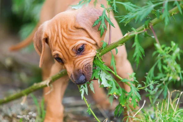 Rhodesian Ridgeback puppy bites in a plant - Stock Image - Everypixel