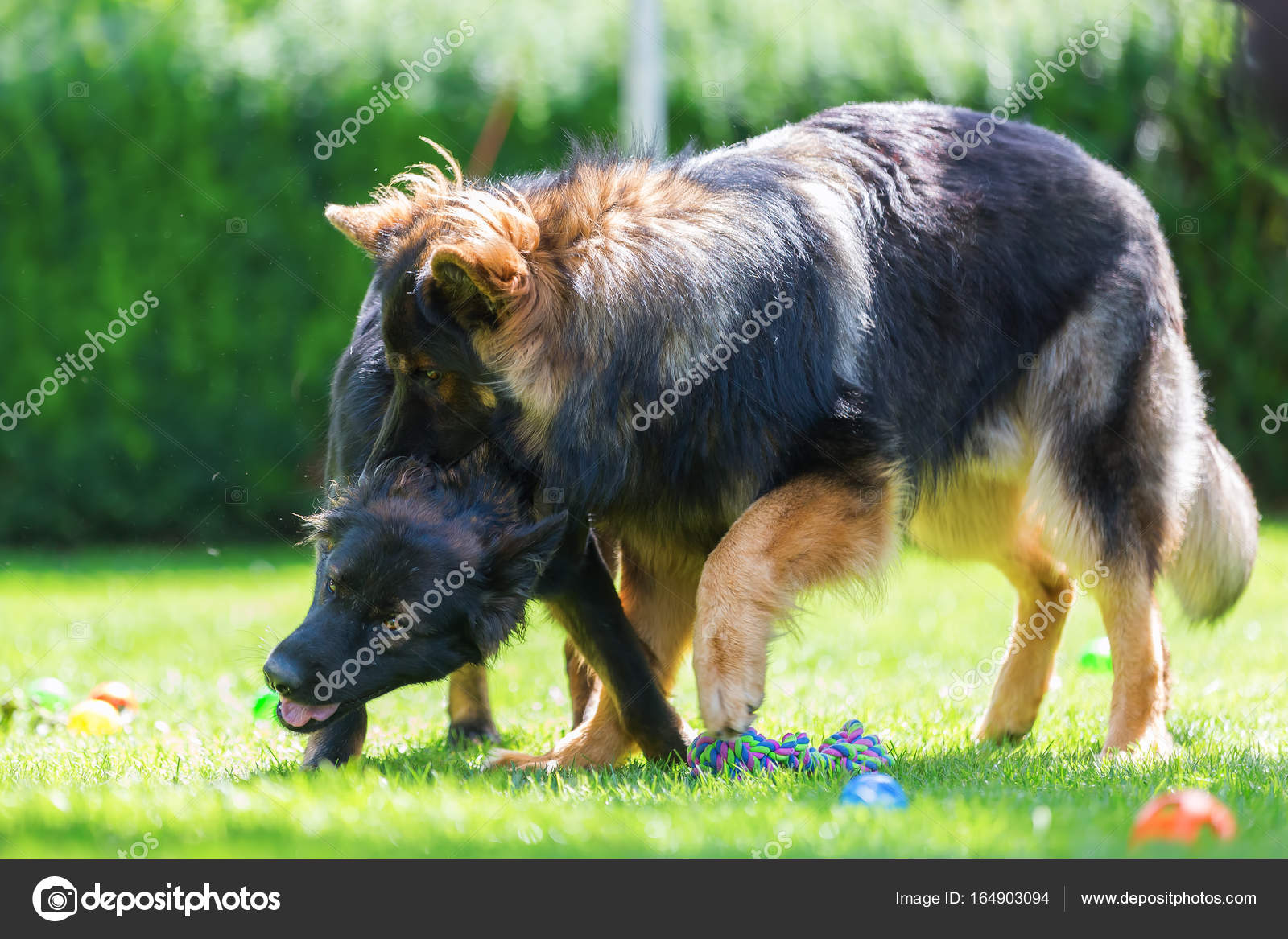 German Shepherds Fighting
