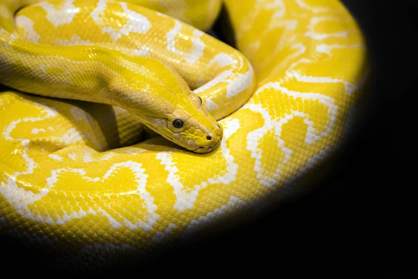Python birman albinos images libres de droit, photos de Python birman ...