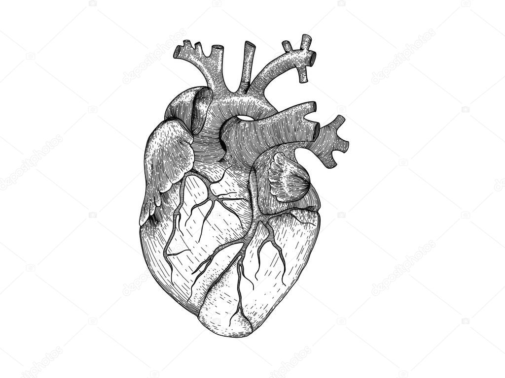 Corazón realista vectorial. Imagen de órgano humano de anatomía para ...