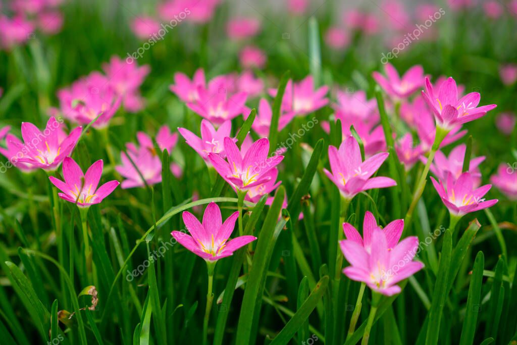 Hermosa pequeña rosa pétalos de flor de lluvia en hoja lineal verde ...