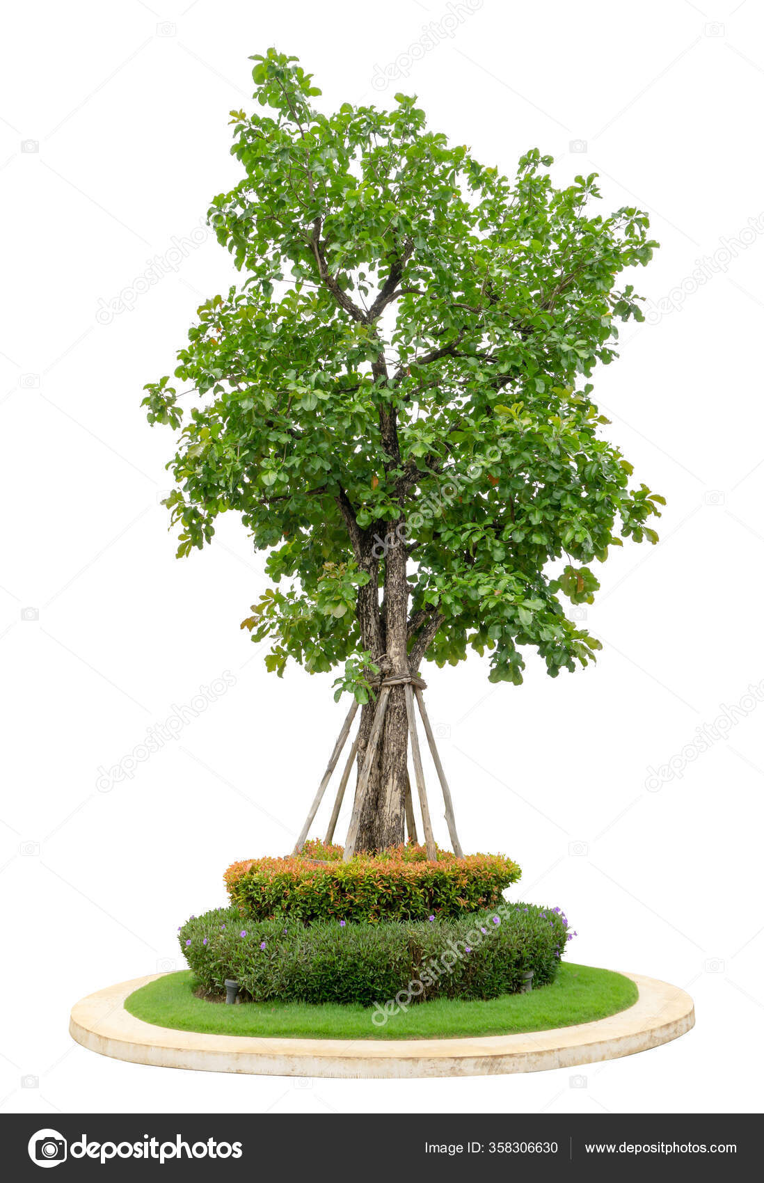 Single Green Tree Isolated Evergreen Leaves Plant Shrub Bush Die Stock ...