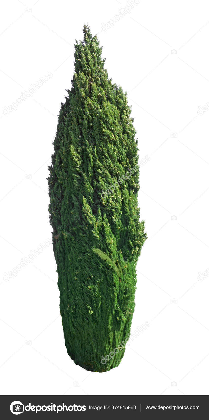 Single Pine Tree Isolated Evergreen Leafs Plant Dicut White Background ...