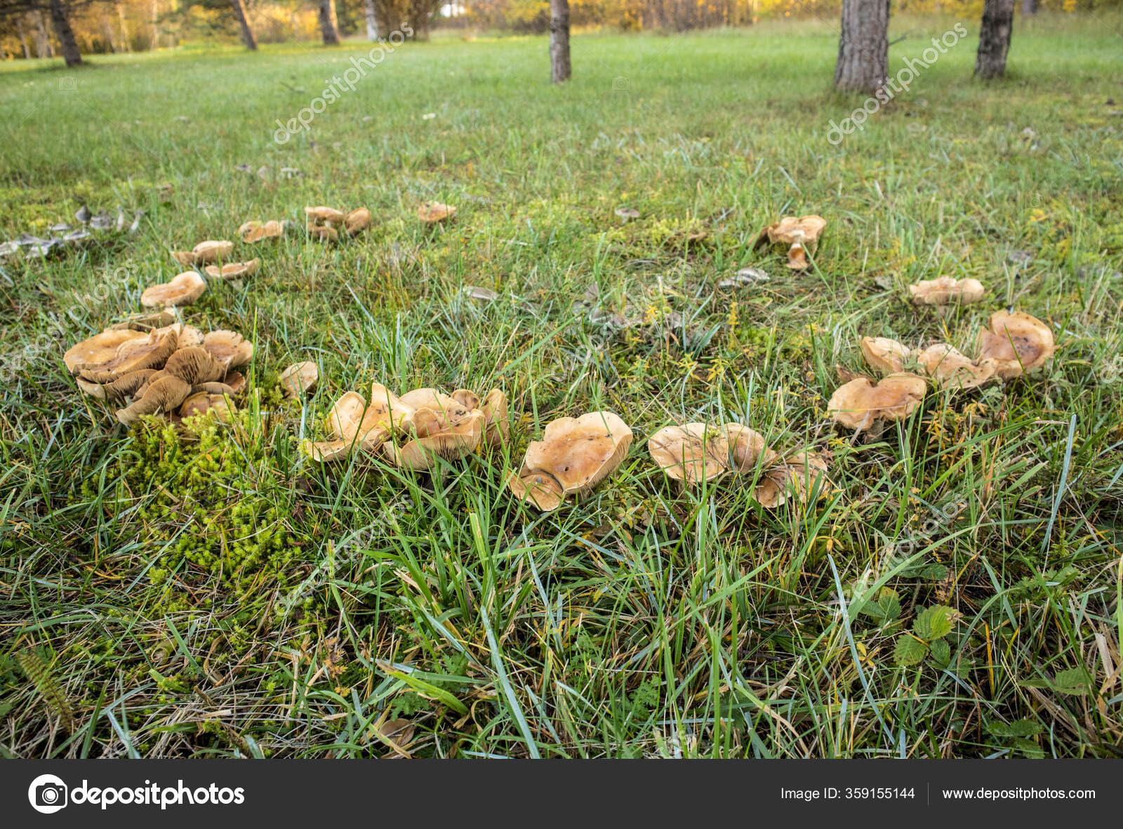 Fairy Ring Also Known Fairy Circle Elf Circle Elf Ring Stock Photo by ...