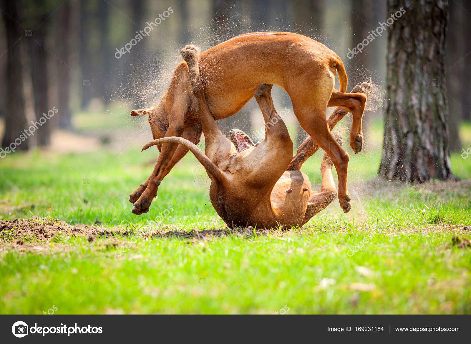 Rhodesian Ridgebacks Outdoors — Stock Photo © o_sa #169231184