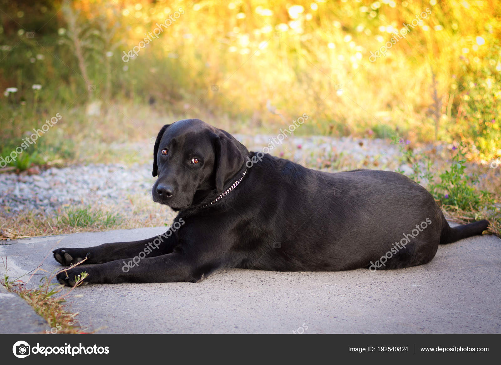 Black labrador retriever lying on the sidewalk tired — Stock Photo © o ...