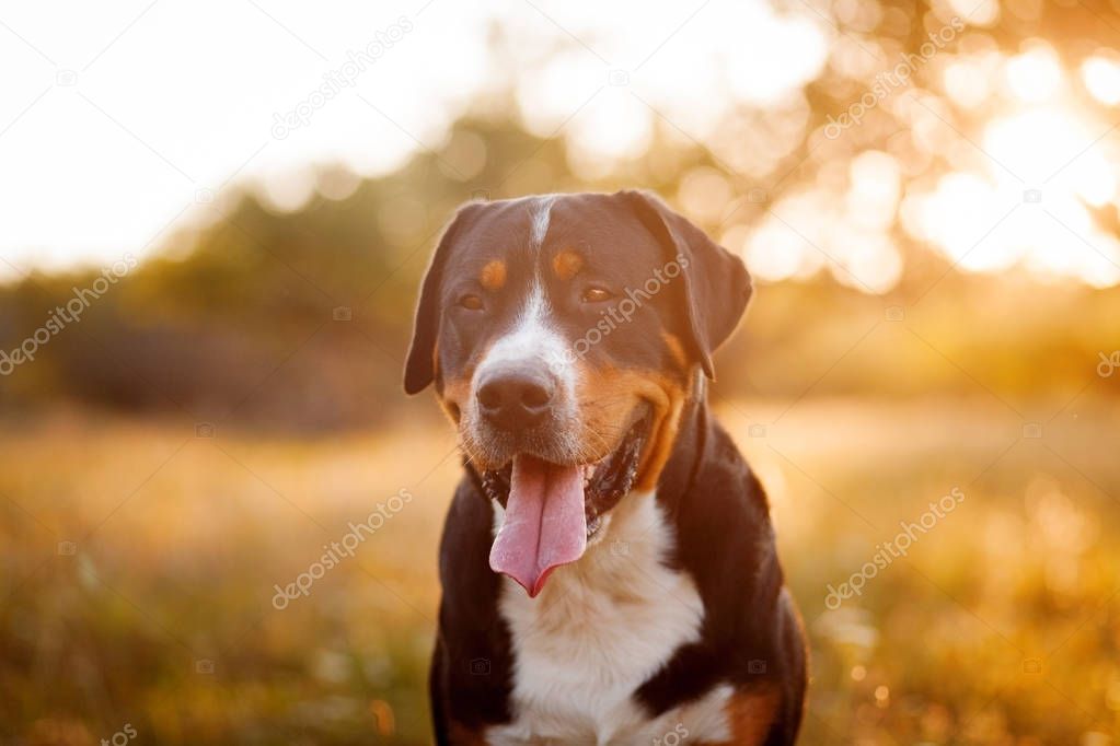Gran perro de montaña suizo paseando al aire libre al atardecer 2023