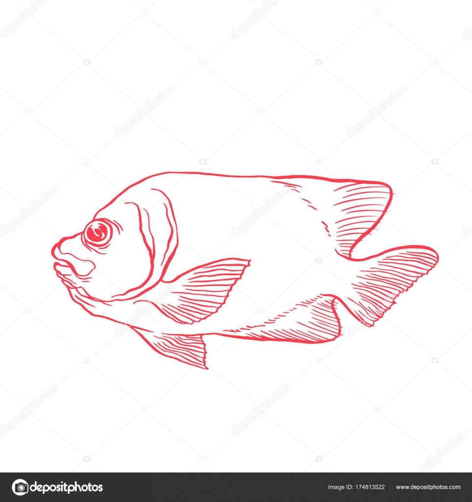 Bright tropical sea fish Stock Vector Image by ©AnnaSuchkova #174813522