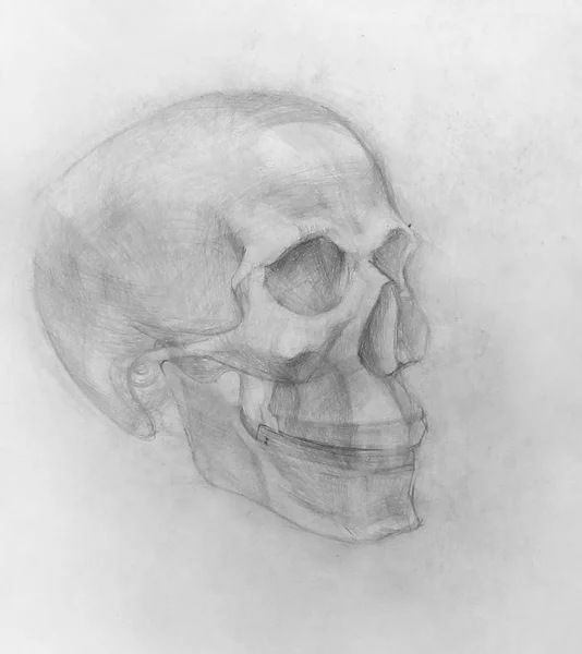 Tekening skelet Stock Photos, Royalty Free Tekening skelet Images ...