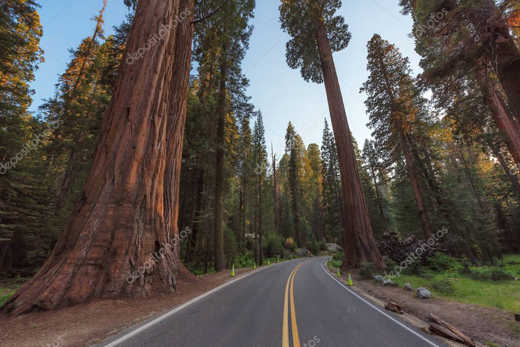 Conducir a través de secuoyas gigantes en el Parque Nacional Sequoia. 2024