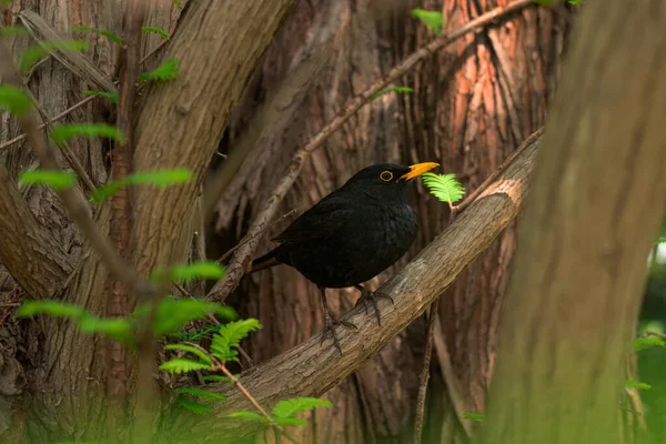 Black bird on the branches - Stock Image - Everypixel