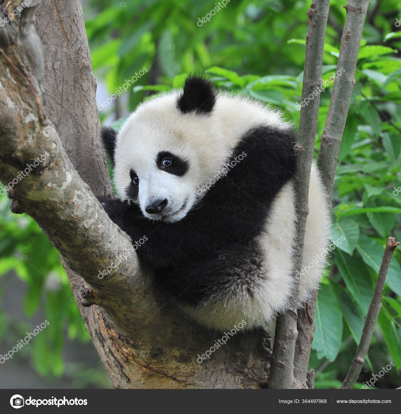 Cute Giant Panda Bear Tree — Stock Photo © wusuowei #364497968