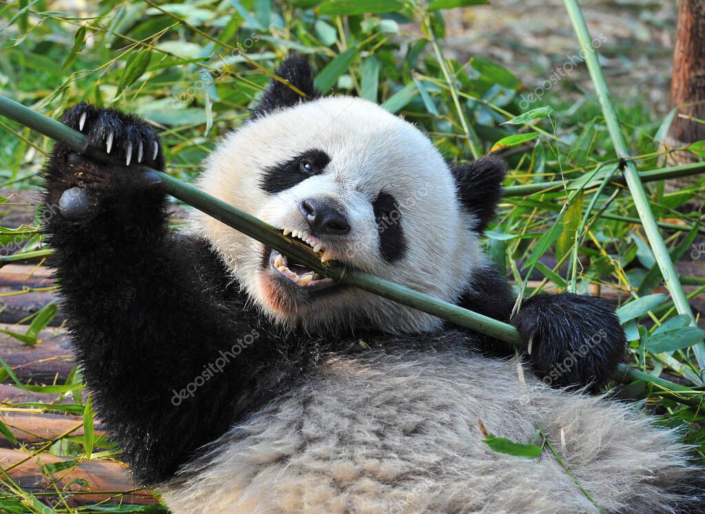 Lindo oso panda gigante comiendo bambú 2023