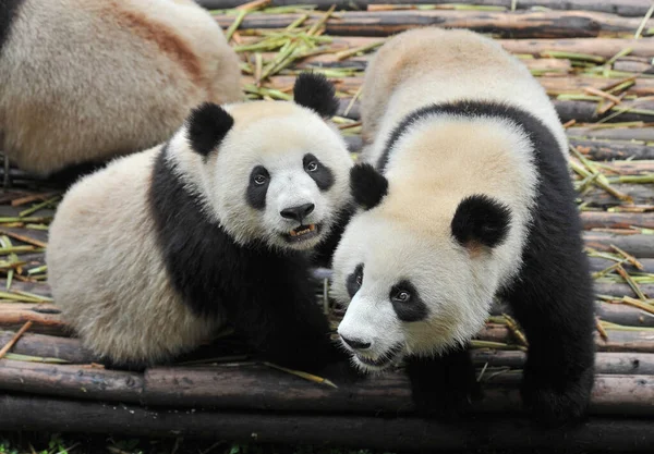 Panda bear family Stock Photos, Royalty Free Panda bear family Images ...