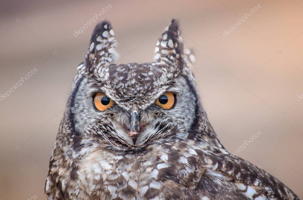 Un primer plano de un búho manchado africano (Africanus Bubo) mirando ...