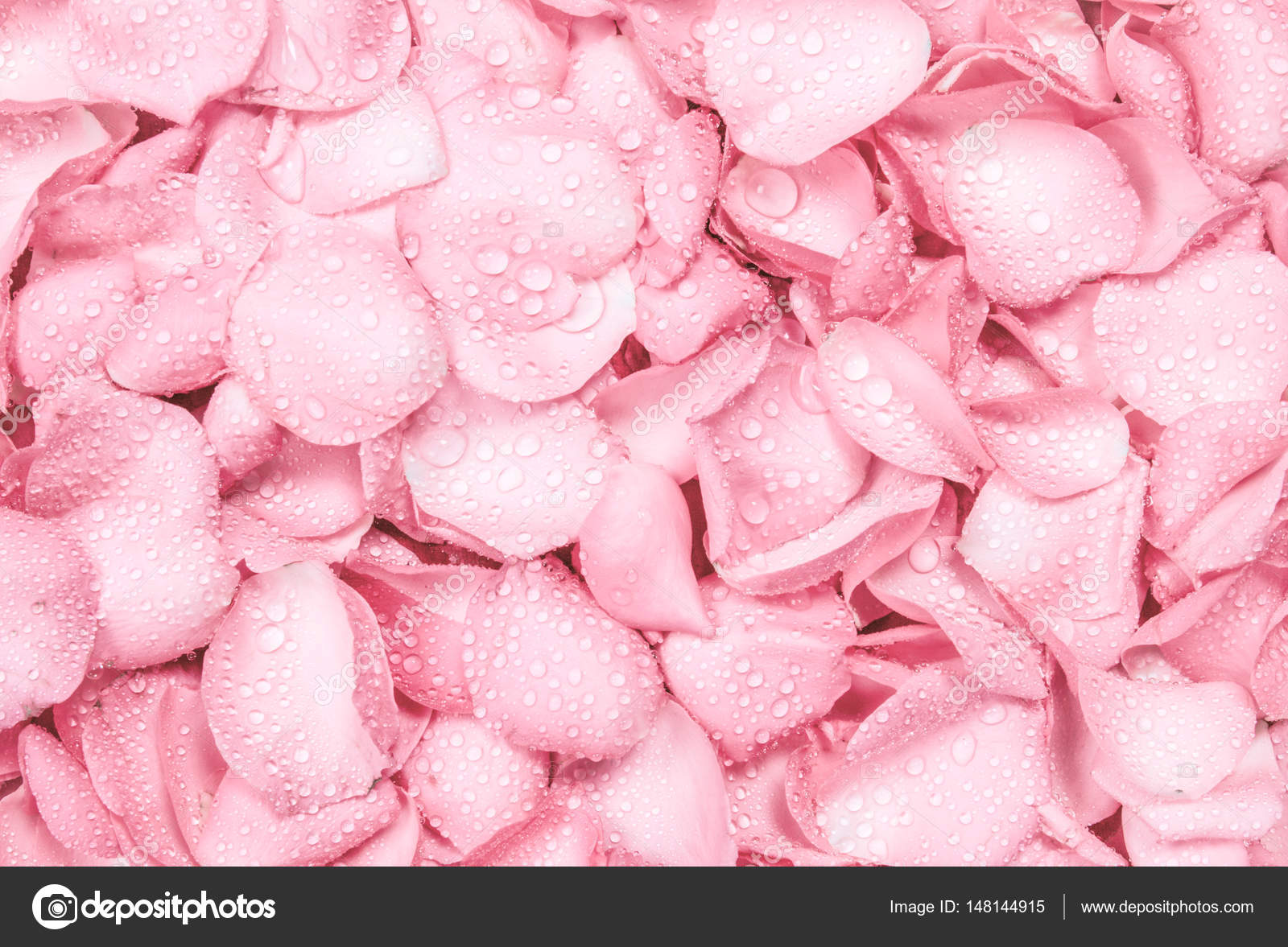 Rose Petal Backdrop
