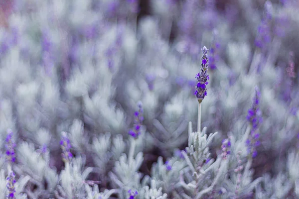 Textura de lavanda Stock Photos, Royalty Free Textura de lavanda Images ...
