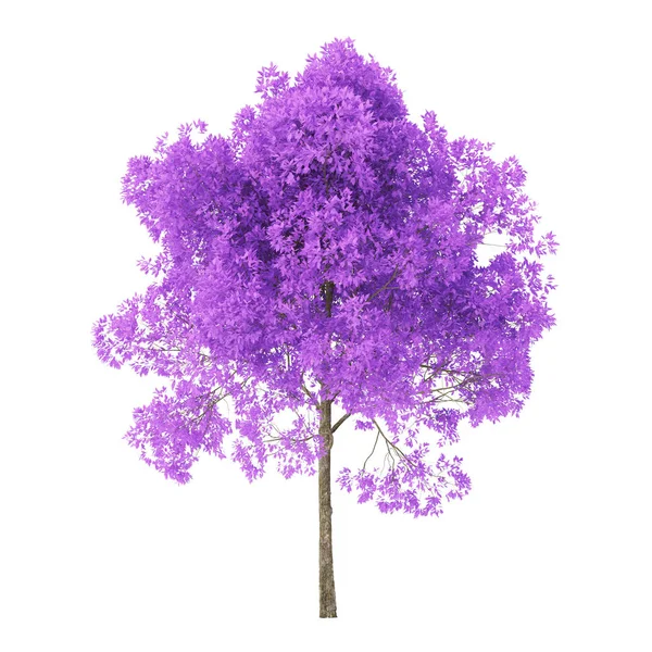 Purple heart tree Stock Photos, Royalty Free Purple heart tree Images ...