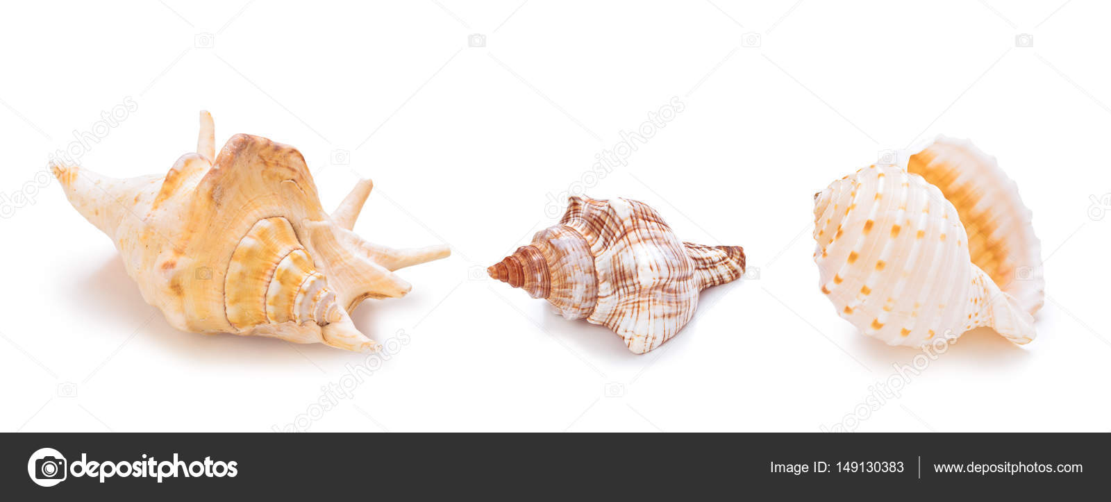 Different sea conch shells in a row. Stock Photo by ©Vitaina 149130383