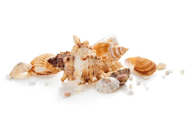 Different sea conch shells in a row. Stock Photo by ©Vitaina 149130383