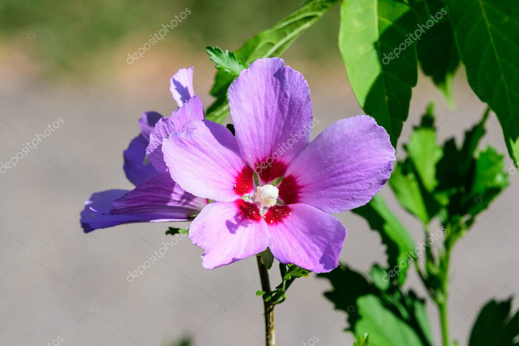 Flores Rosadas De Hibisco Syriacus Planta Comúnmente Conocida Como