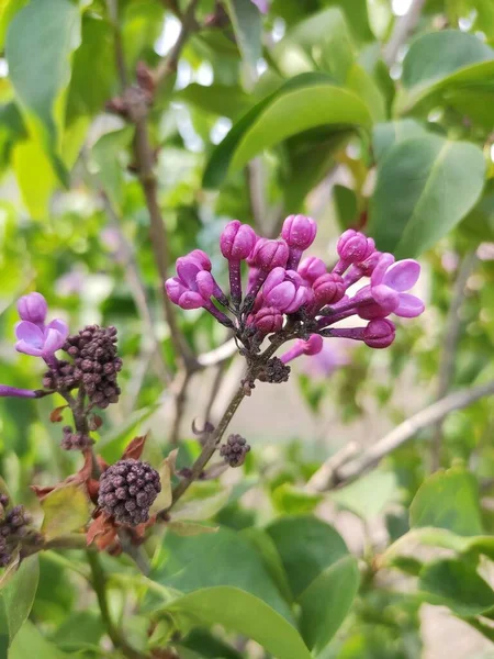 The beautiful lilac blooms and its smell is very gentle - Stock Image ...