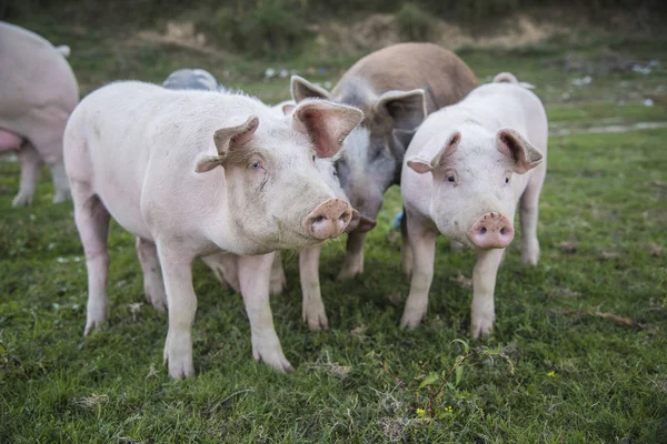 Pigs playing in the field Stock Photo by ©TeoLazarev 182674930