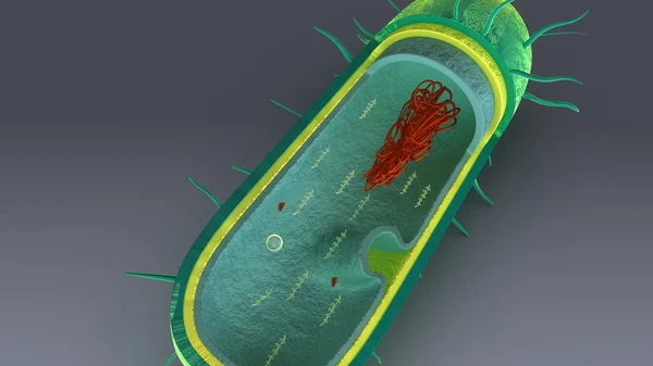 Internal parts of bacteria Stock Photo by ©sciencepics 124933930