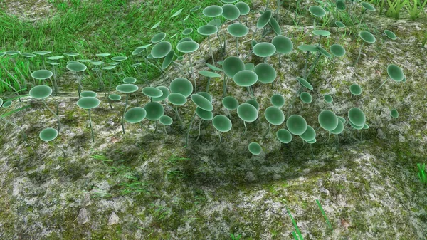 Algae acetabularia sea plant — Stock Photo © sciencepics #124934736