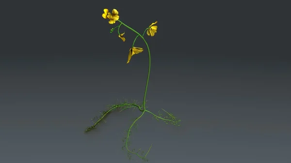 Utricularia Stock Photos, Royalty Free Utricularia Images | Depositphotos