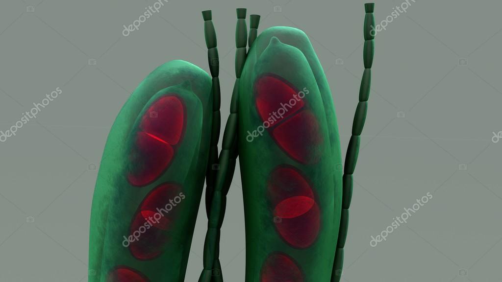 Ascospores, ascomycetes fungi spores Stock Photo by ©sciencepics 124932052