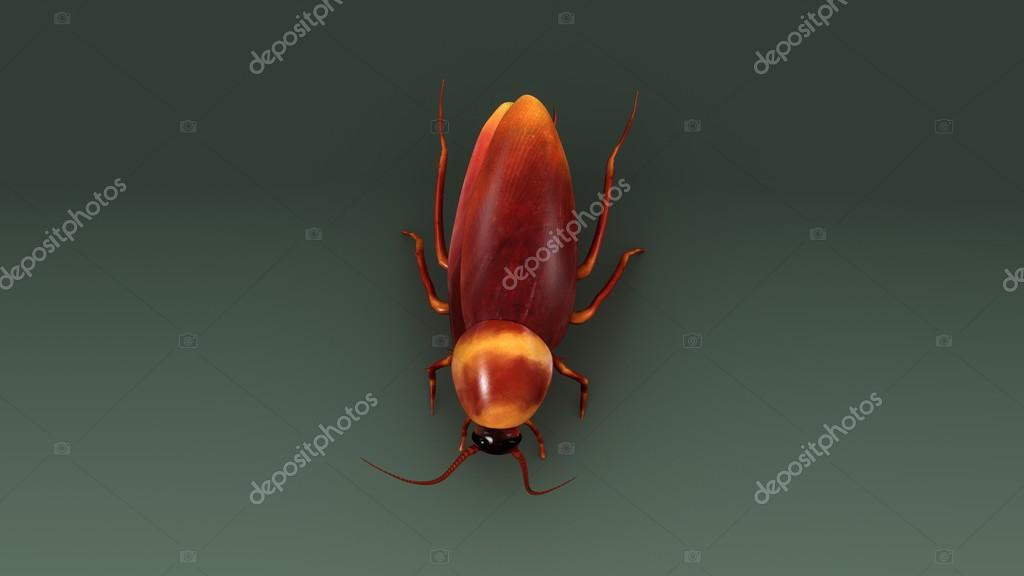 Cucaracha, insecto Blattodea 2024