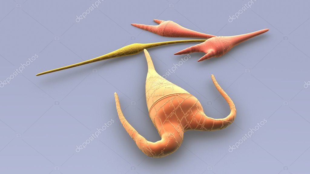 Dinoflagellaten, plankton Flagellata — Stockfoto © sciencepics #124935030