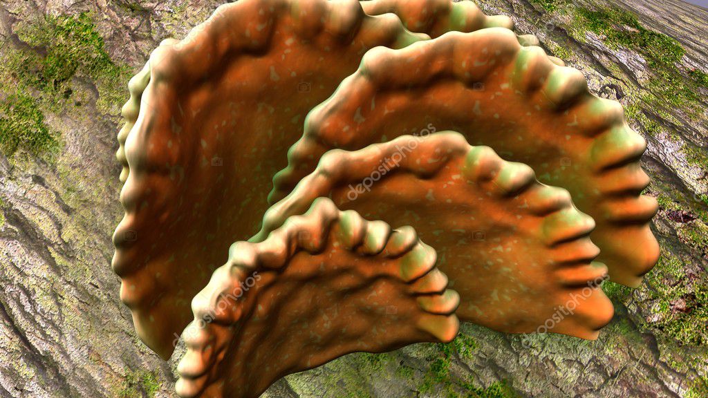 Fungal Fruiting bodies Stock Photo by ©sciencepics 124935156