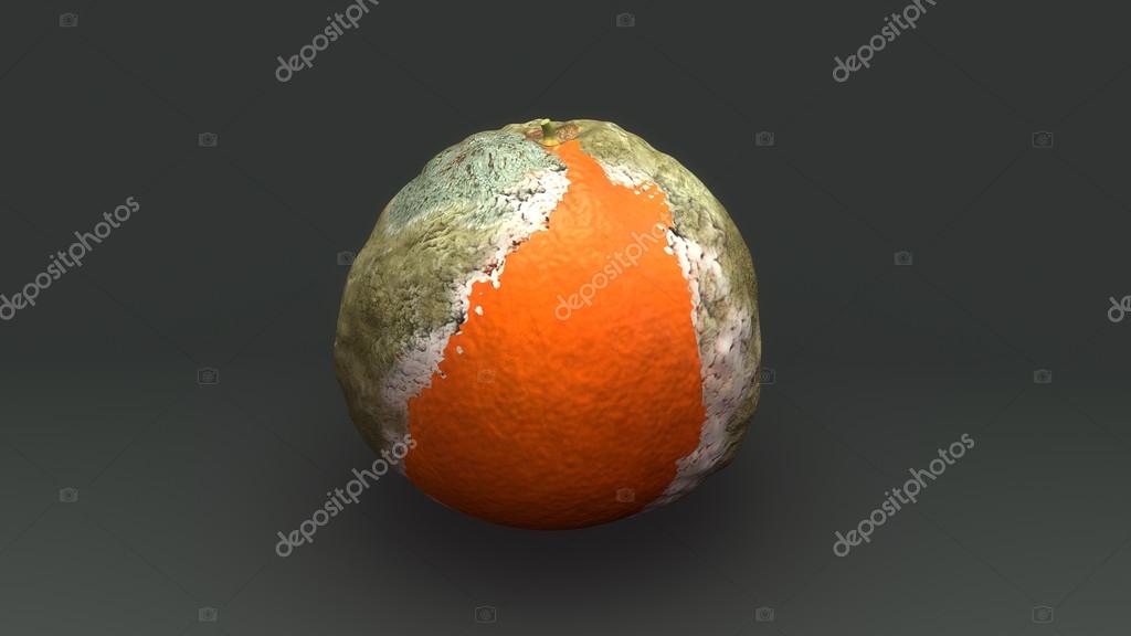 Rotten orange fruit Stock Photo by ©sciencepics 125399504
