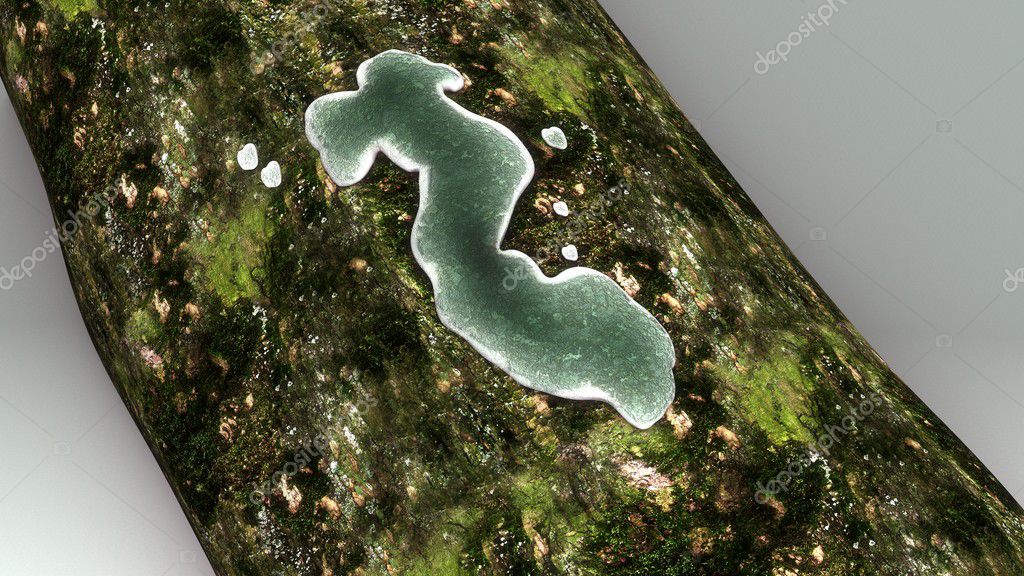 Hongos cultivables Trichoderma 2022