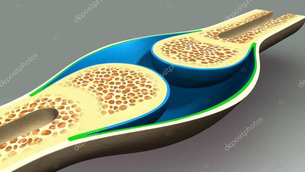 Human bone section anatomy — Stock Photo © sciencepics #125401620