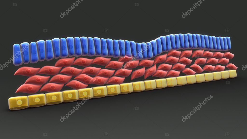 Definitive Endoderm and Mesoderm embryo layers — Stock Photo ...