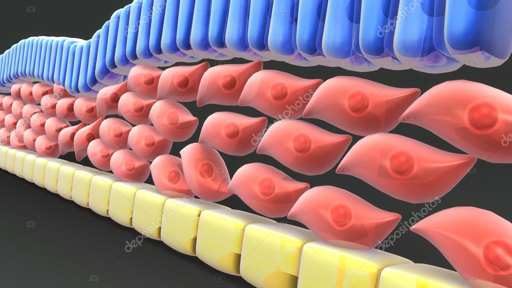 Capas definitivas de embriones de endodermo y mesodermo — Foto de stock ...