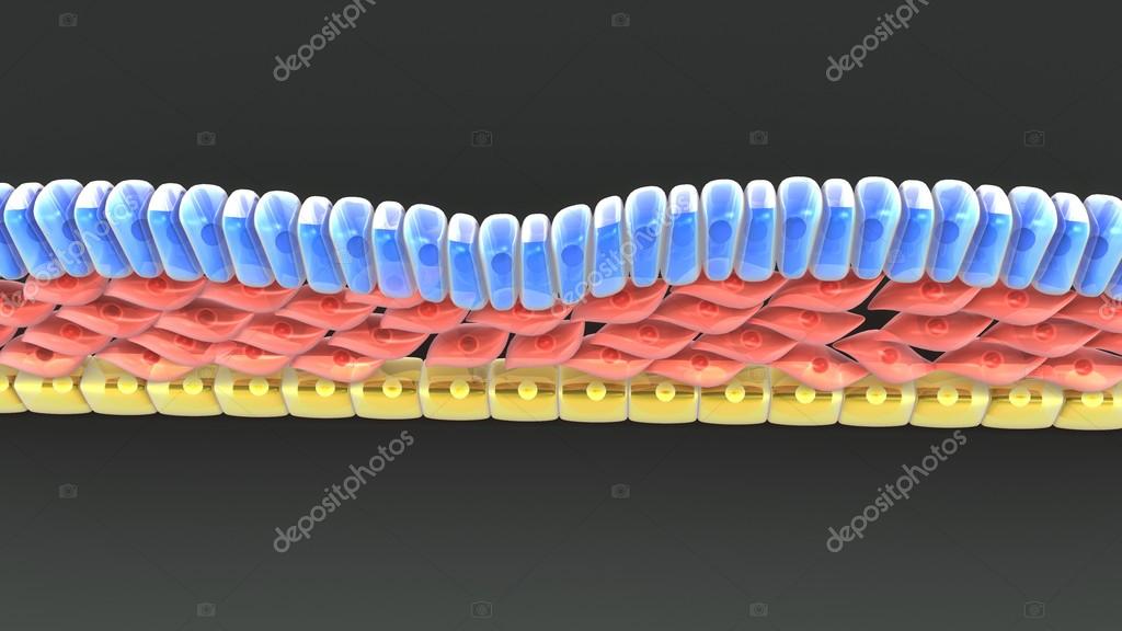 Endoderme Definitivo e Mesoderme camadas embrionárias fotos, imagens de ...