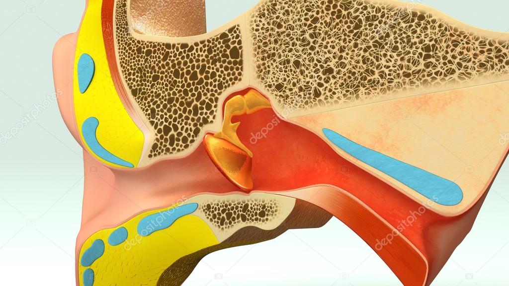 Tympanic Membrane Ear Model
