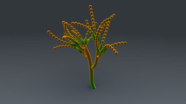 Conidia, fungus chlamydospores — Stock Video © sciencepics #126850872