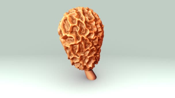 Phycomycetes fungi, mushroom Stock Photo by ©sciencepics 125399084