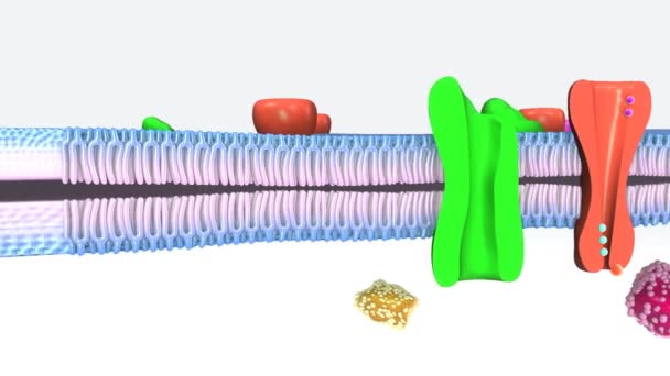 Active Transport Human Cell — Stock Video © sciencepics #133204842