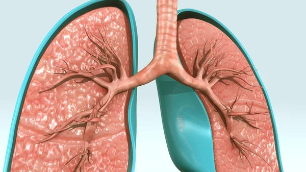 Bronchioli Stock Photos, Royalty Free Bronchioli Images | Depositphotos