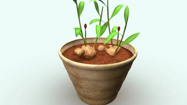 Botany illustration of ginger plant Stock Photo by ©sciencepics 131707972