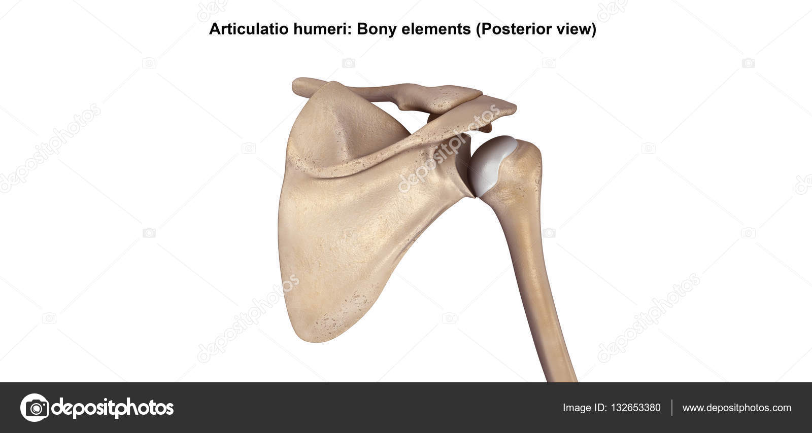 3d Articulatio humeri Stock Photo by ©sciencepics 132653380
